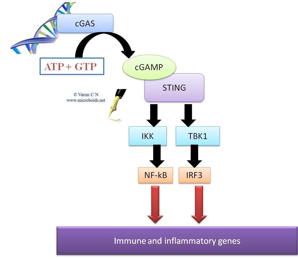 CGAS-STING cytosolic DNA sensing pathway
