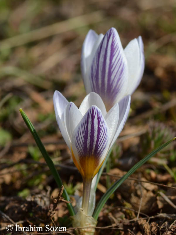 The Country Of Crocuses: Crocus stevensii Ruksans