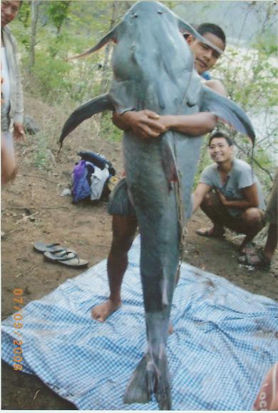 Giant Devil Catfish - The Goonch Catfish