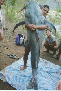 Goonch Catfish Pictures | Giant Devil Catfish - The Goonch Catfish