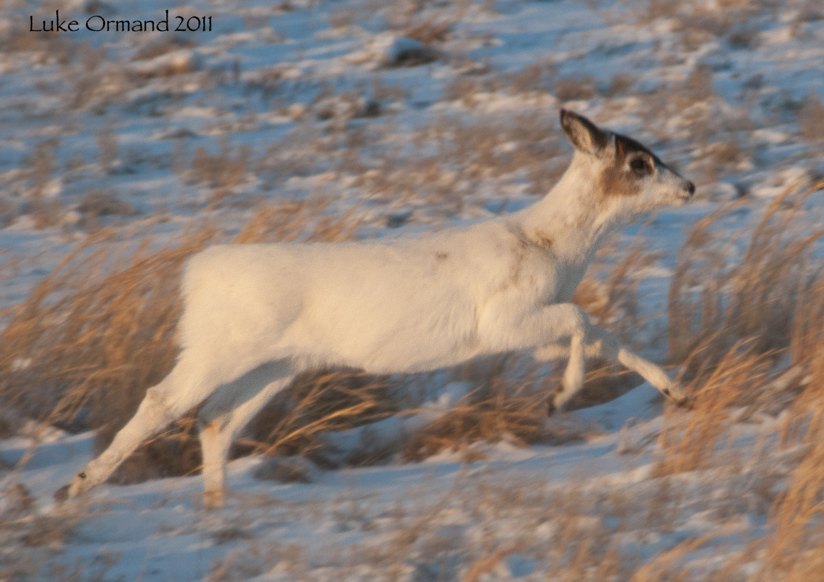 Wild Long Island Photography Blog: Piebald Deer