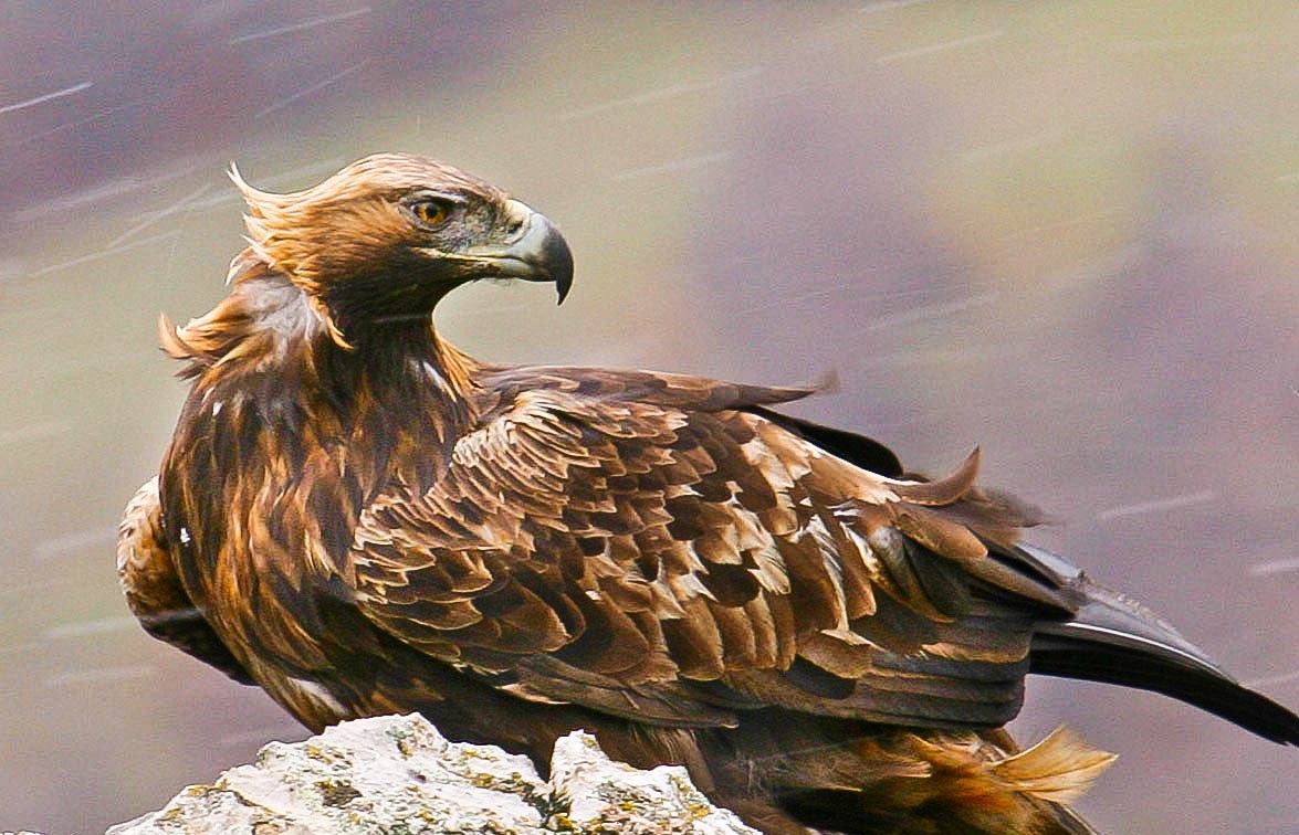 Golden Eagle Bird Photos With Pictures