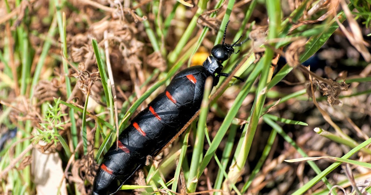 Perimetros--Flora y Fauna de Rota(Cadiz): Aceitera común (Berberomeloe ...