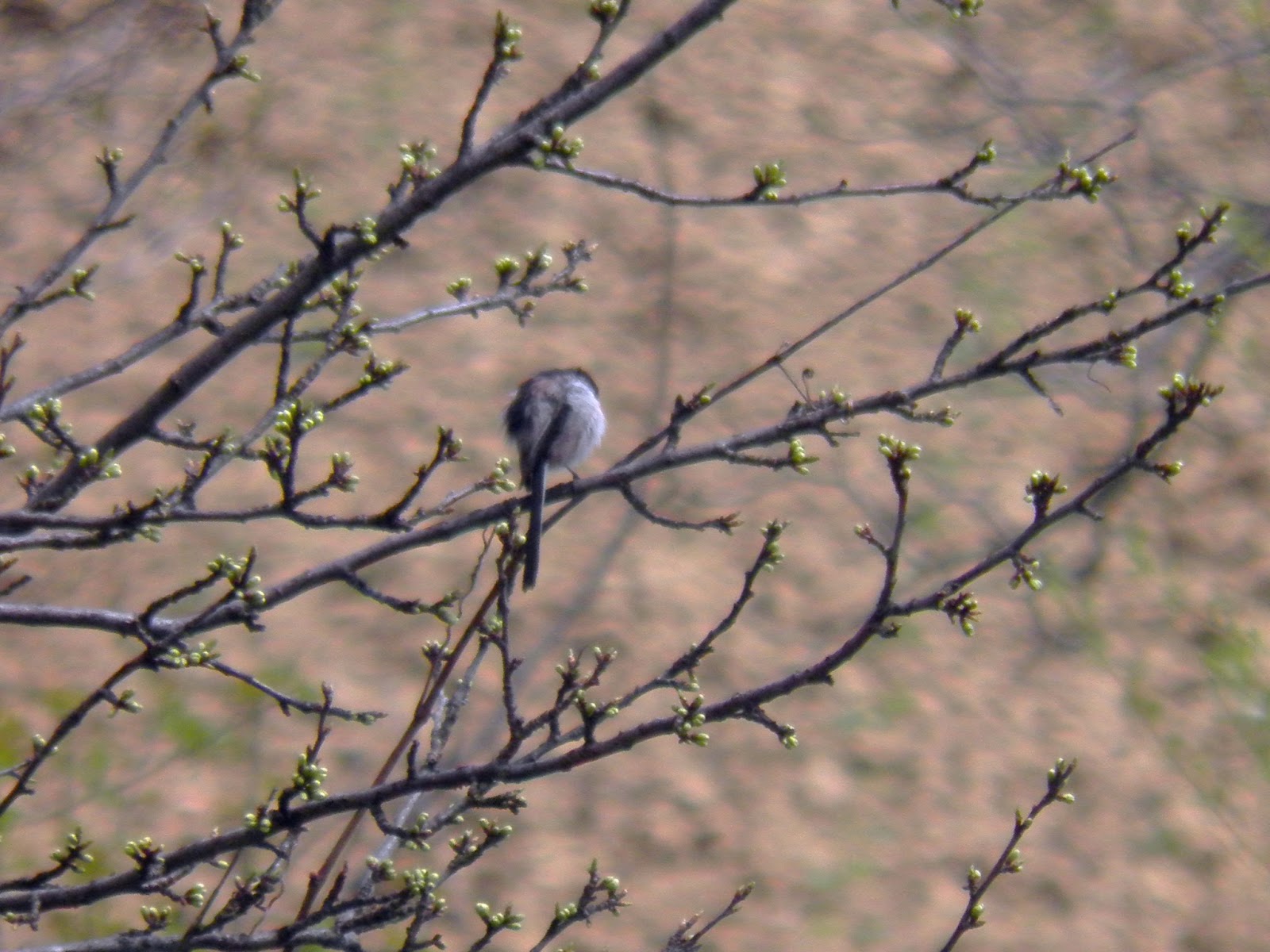 PASARI DIN ROMANIA: PITIGOI CODAT, Aegythalus caudatus