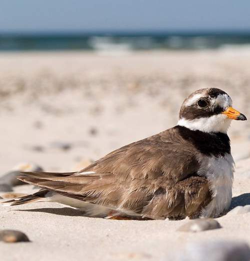 Common ringed plover | Birds of India | Bird World