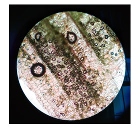 43+ Gambar Sel Daun Mangga