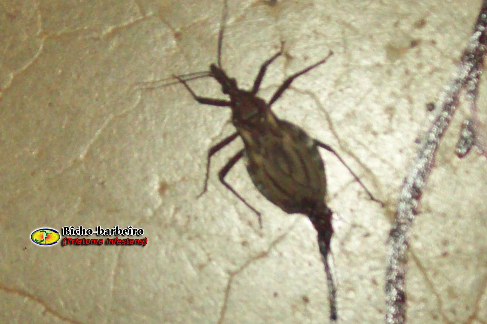 Zoologia: Barbeiro (Triatoma infestans)