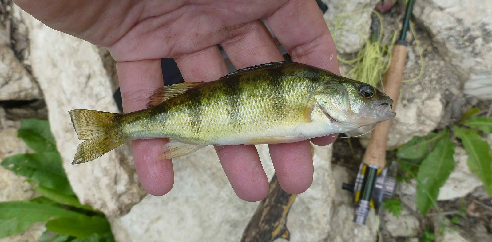 Manitoba Fish Species on the Fly: Emerald Shiner and a perch