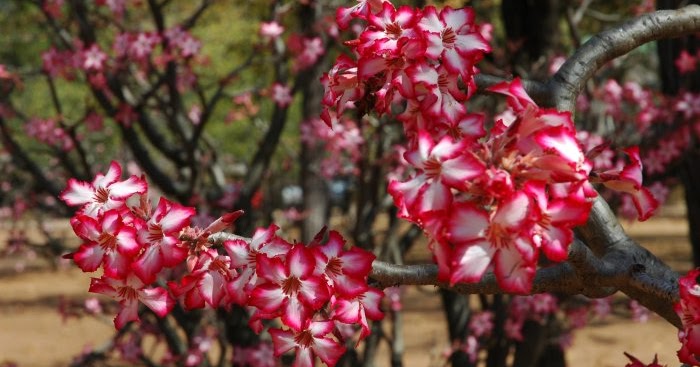 Adenium multiflorum care and culture | Travaldo's blog