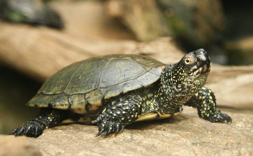 Turtle Pictures: European pond turtle - Emys orbicularis