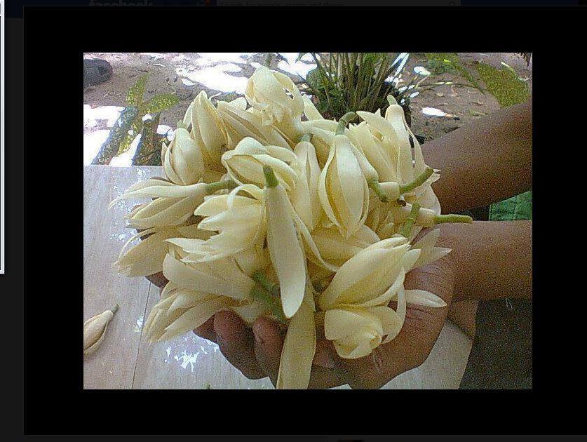 Feelings: Kathali Chapa / Kordoi