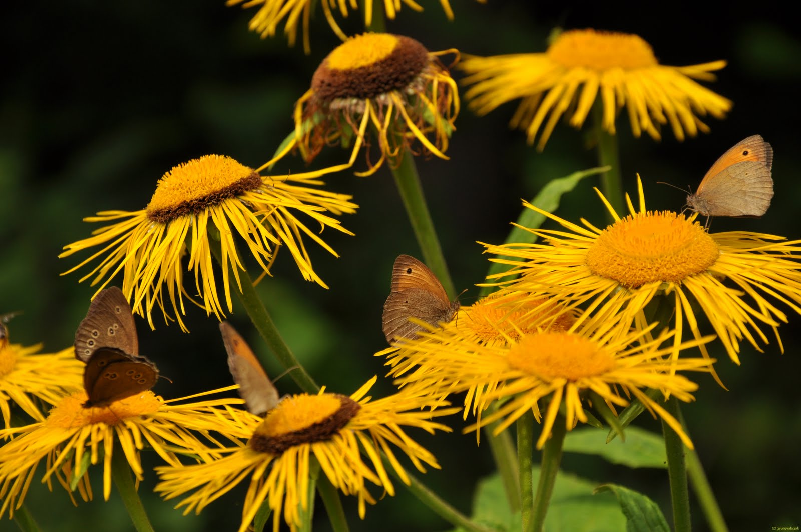 Ilyen a természetünk: Teleki-virág