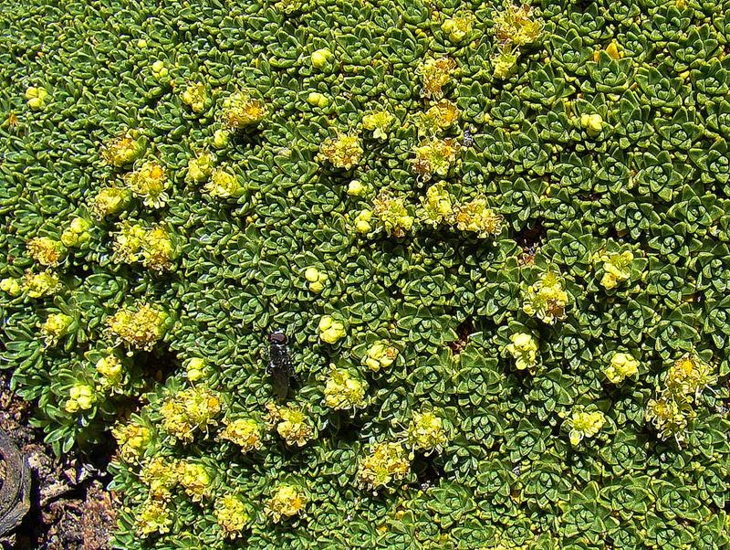 Ritebook: Yareta or Llareta | The 3,000 Years Old Plant