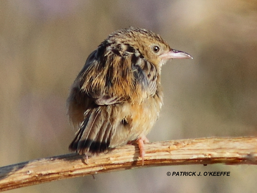 Raw Birds: ZITTING CISTICOLA Cisticola juncidis Paphos Archeological ...
