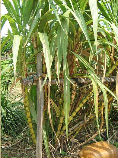 We love Our Bangladesh: Sugar cane(Aakh/Ikkhu/Gendari/Kushor) a source ...