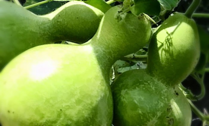 5 Makanan yang Memiliki Keistimewaan Unik ~ One web id