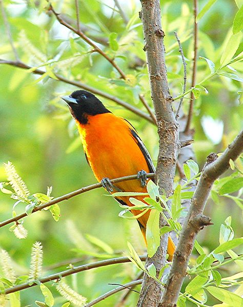 the prowling Bee: To hear an Oriole sing