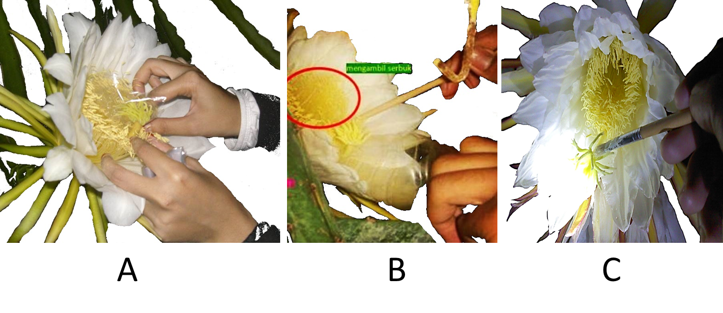TEKNOLOGI PERKEMBANGBIAKAN PADA TUMBUHAN