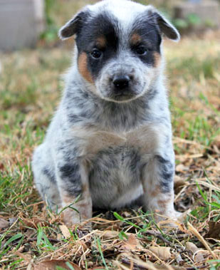 Queensland Heeler Puppy Dogs For Sale in Ventura County, Southern ...
