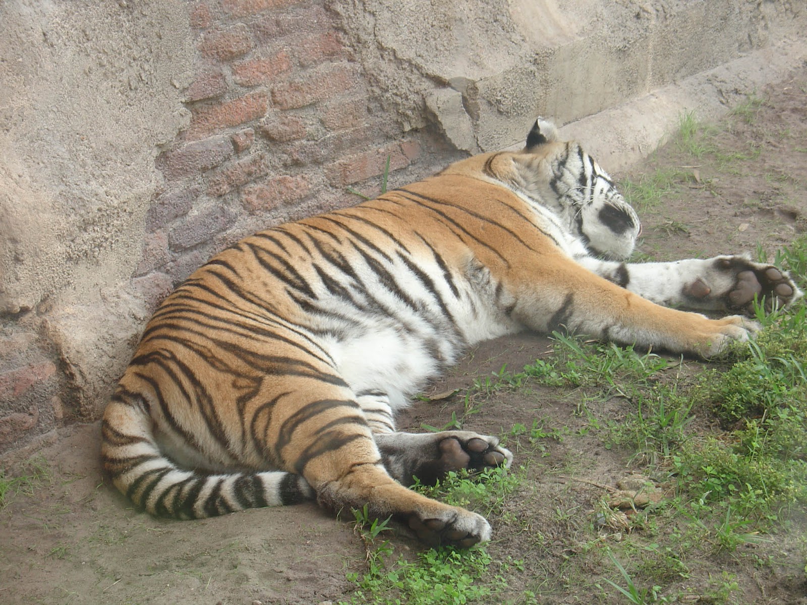 EnviroApps: Poor Animals and Idiotic Poachers