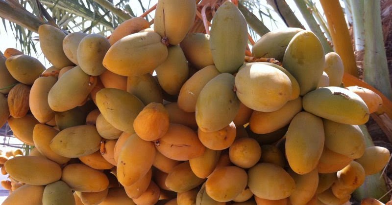 Hamparan Seni: Wal Kurma Tompok Tompok