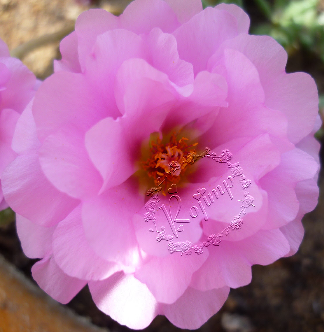 Flores y Frutos: Portulaca (o Coqueta)