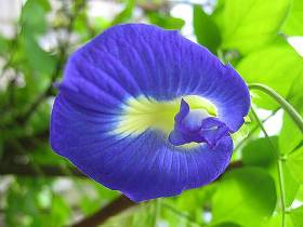 MORFOLOGI TUMBUHAN: SIMETRI BUNGA