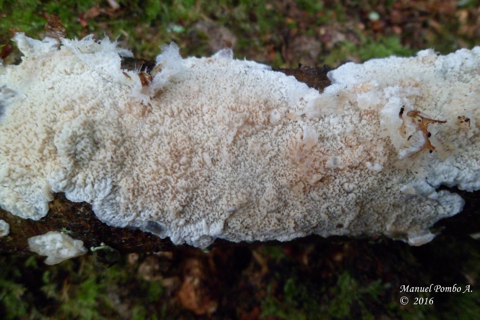 Un micólogo aficionado: Phlebia rufa (Pers.) M. P. Christ.