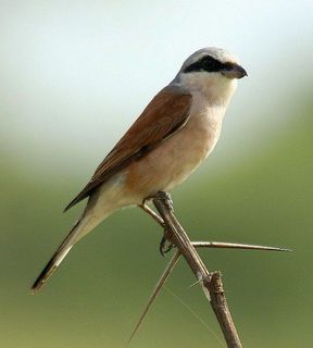 HEWAN YANG HARAM DIMAKAN KARENA DILARANG MEMBUNUHNYA (Beserta Gambarnya ...