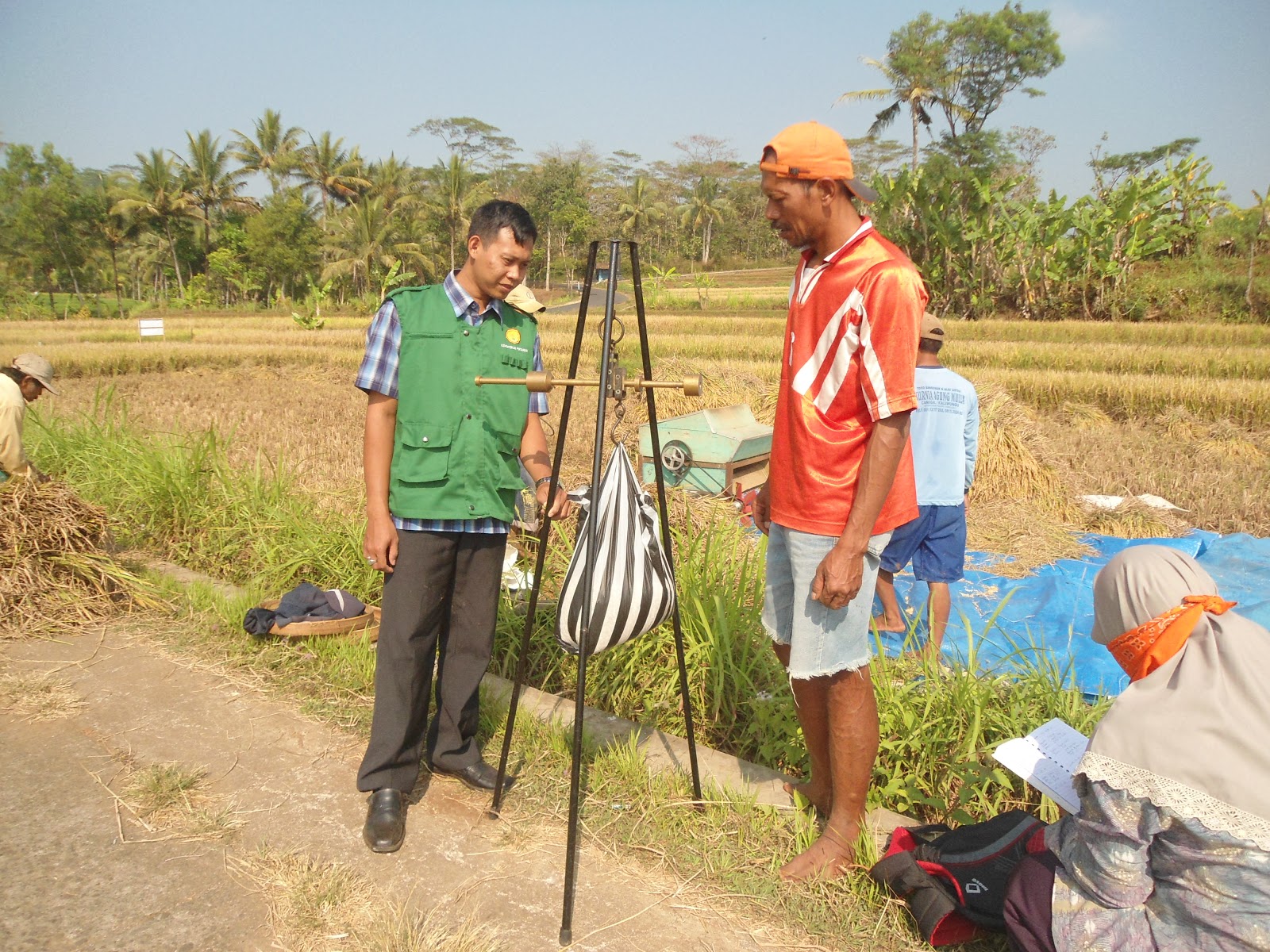 CARA MELAKUKAN UBINAN - pemuda tani