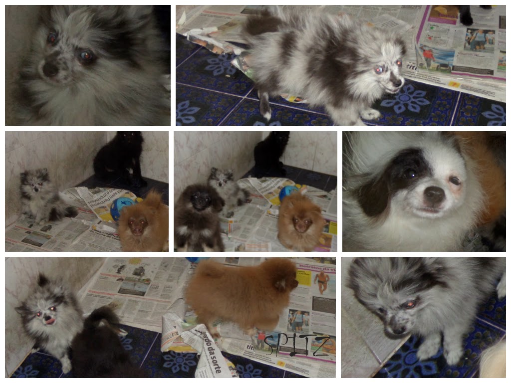 CANIL MOONSHINE HILL: SPITZ ALEMAO