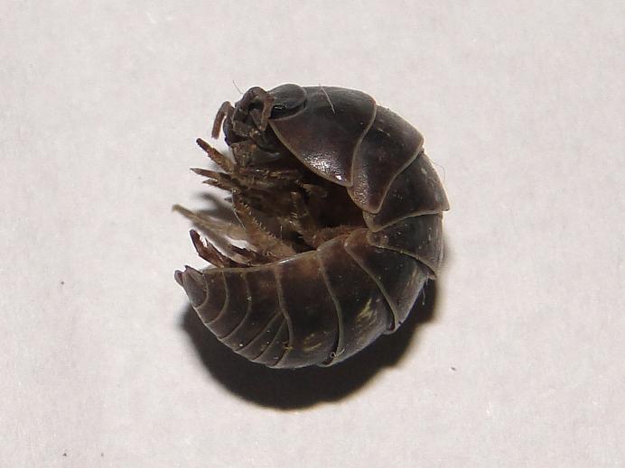 Sarzedo Ecologia: Tatu-bolinha