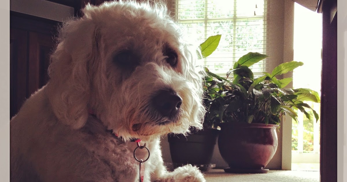 The Dog is Chasing Ghosts: Is In-store customer location tracking ...