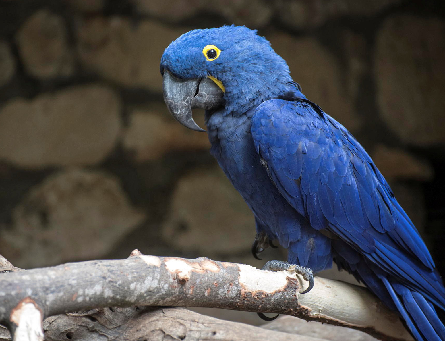 burung | macam macam jenis burung