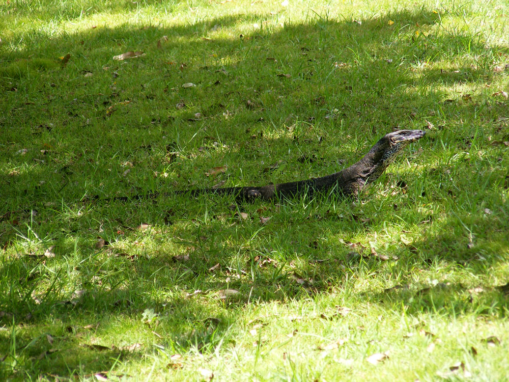 Days on the Claise: Lace Monitor