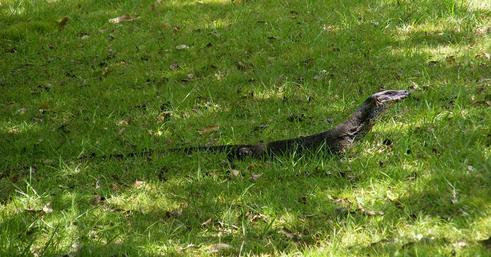 Days on the Claise: Lace Monitor