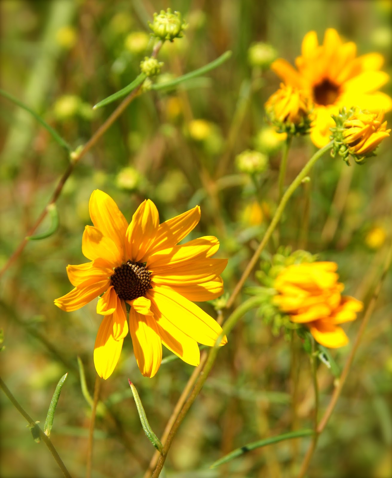 Hoot Owl Karma: September Sunflowers - Helianthus spp.