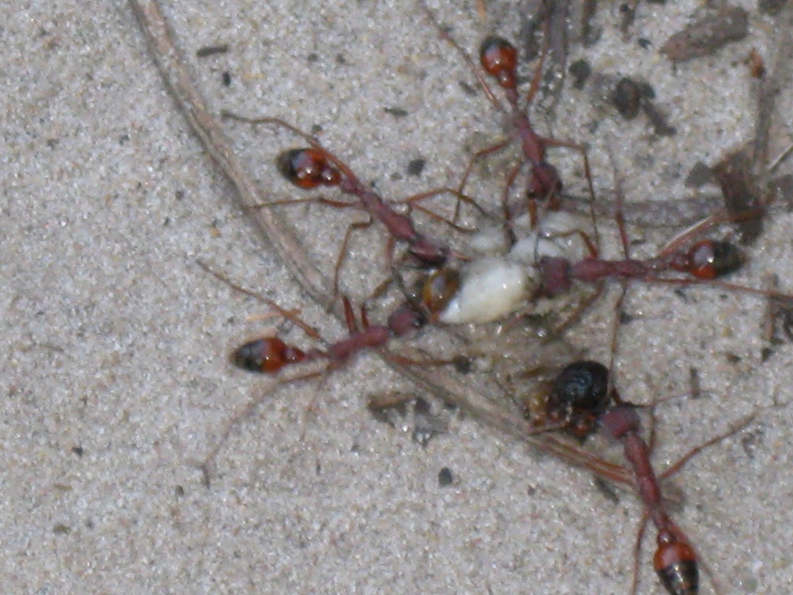 Robin's Double Life: Bull ants working as a team: Phillip Island