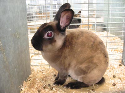 CONEJO MINI REX - MASCOTAS EXÓTICAS Y MÁS