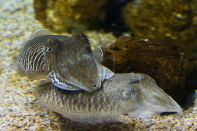 JIBIAS, CHOPOS, SEPIA, CHOCOS, CHOPITOS....(SURTIDO DE RECETAS) | Mi Cocina