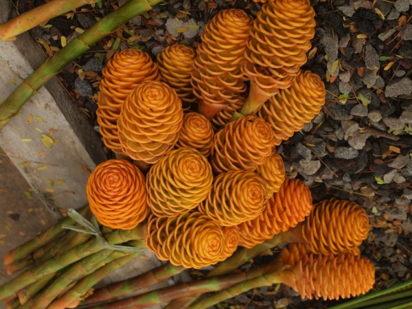 Andrea's Plants, Photos and Travels: Flower Arrangements