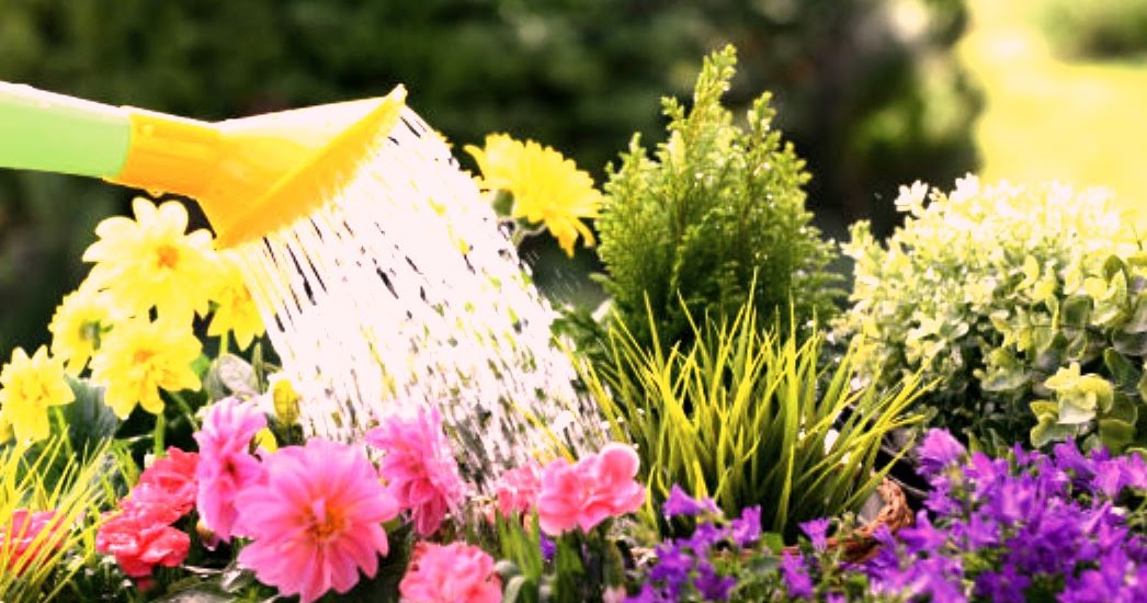 Consejos imprescindibles para regar en verano