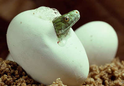 APRENDER EN MI AULA ES DIVERTIDO: ANIMALES QUE TAMBIÉN NACEN DE HUEVOS ...