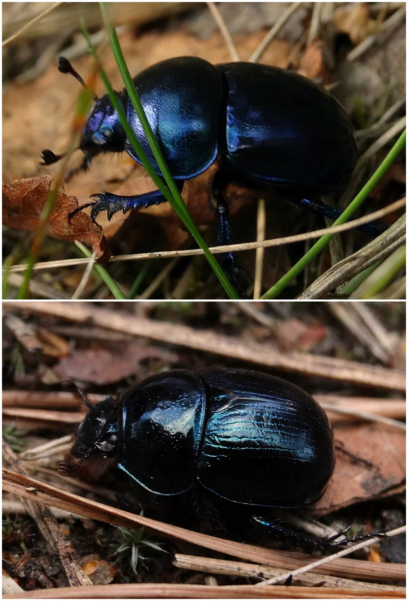 Chwile zaChwycone: Sanitariusz Wielki - mały żuk leśny