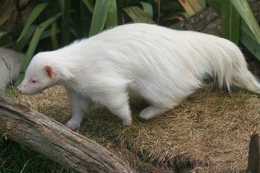 Spades & Hearts: 25 Albino Animals