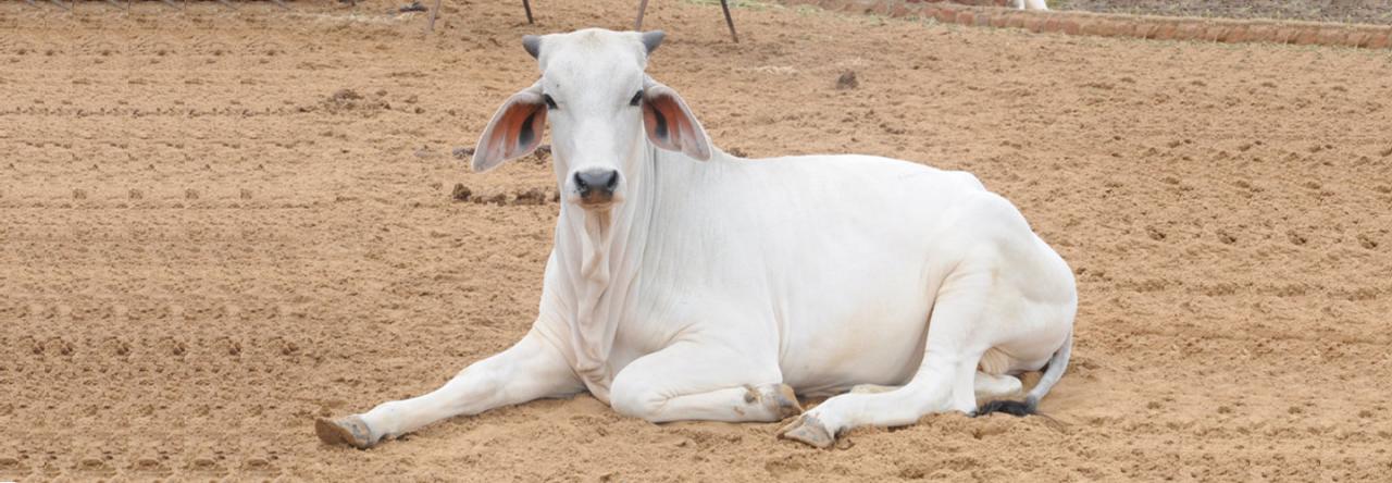 VIKRANT DUBEY: श्री गौमता जी की आरती/ Gau Mata Ki Aarti