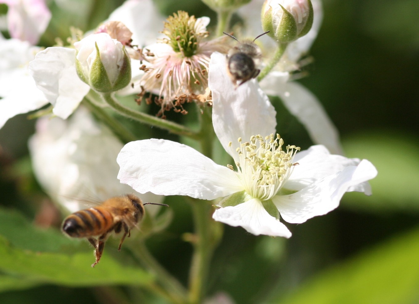 Appalachian Journal : Blackberry blooms, birds and bees