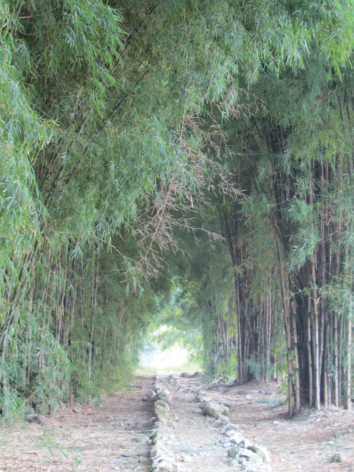 surabayakeren: Kebun Bambu Keputih, Taman Sakura (Surga Selfie Surabaya)