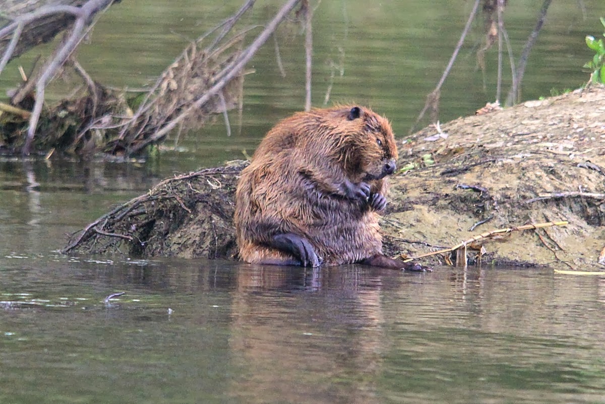 Gary's Outdoor Wanderings2: MORE UNUSUAL BEAVER PICS