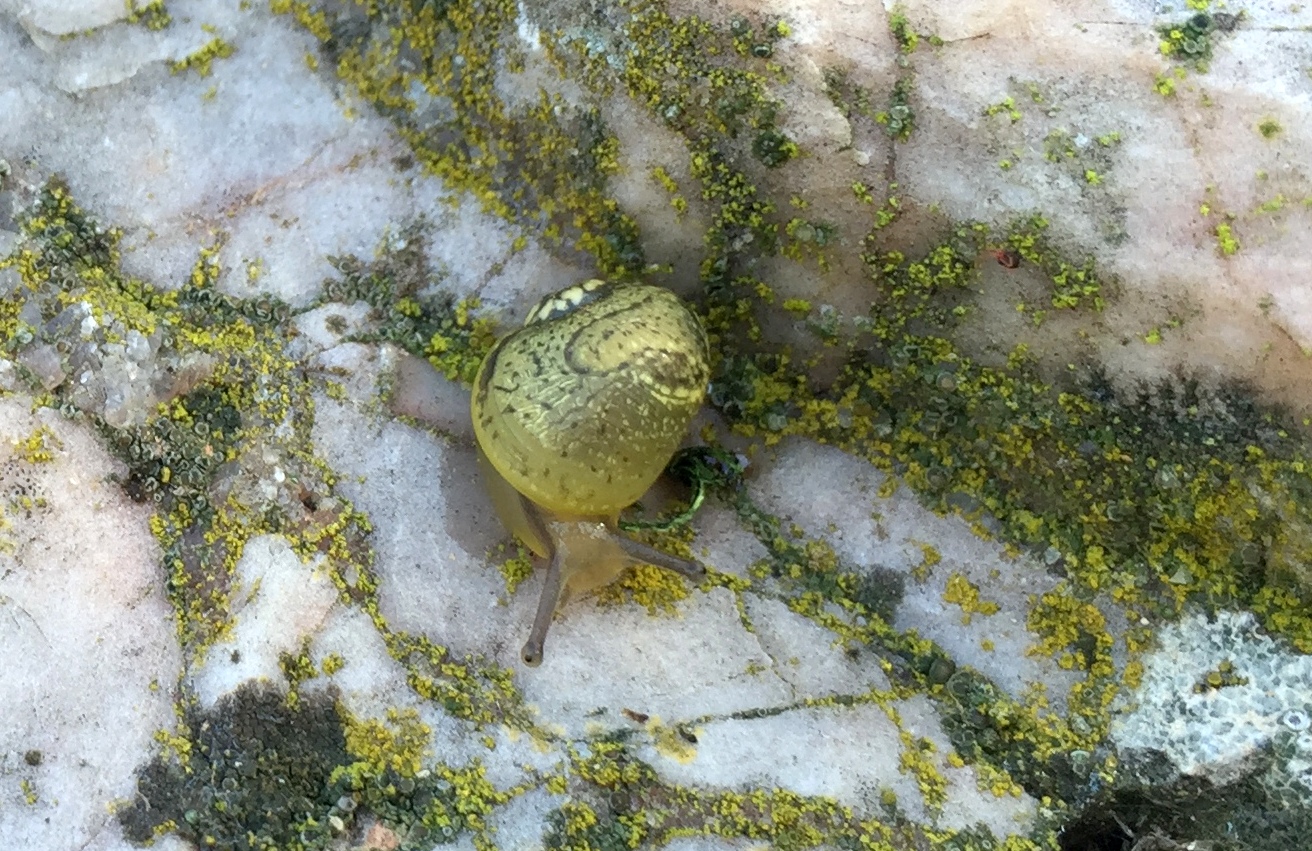 Λόφος Φιλοπάππου / Filopappos Hill: Cantareus apertus (Helix aperta)